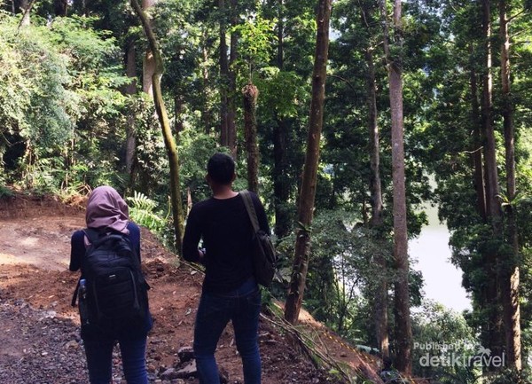 Menjelajahi Hutan Taman Nasional Gunung Gede Pangrango