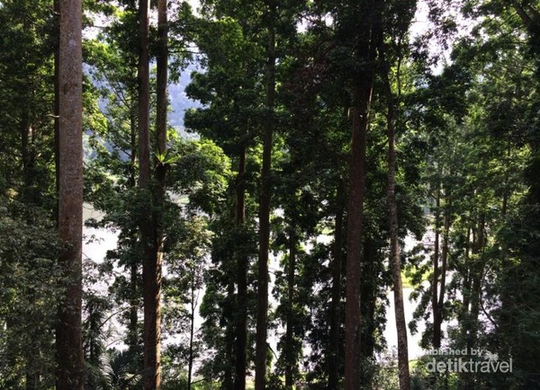 Menjelajahi Hutan Taman Nasional Gunung Gede Pangrango