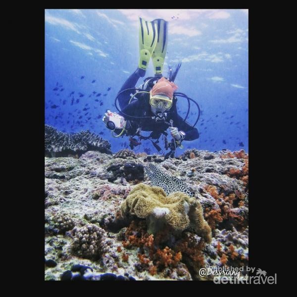 Potret Bawah Laut Banda yang Indah Nian