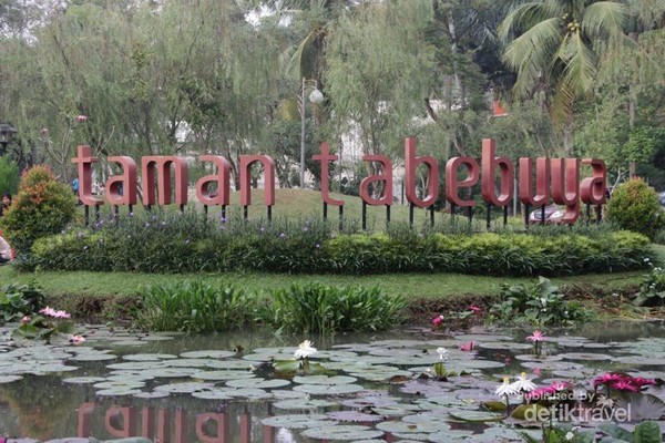 Tabebuya, Si Cantik di Jakarta Selatan