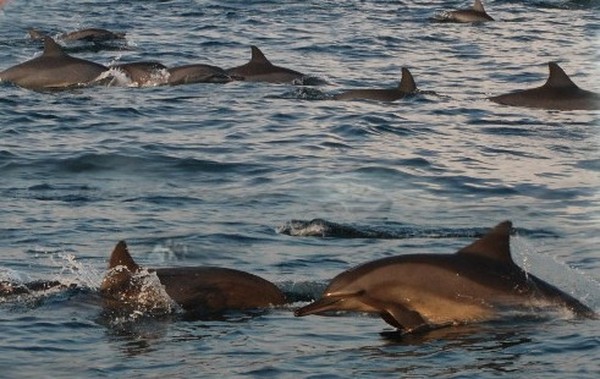 Teluk Kiluan, Habitat Terbesar Lumba-Lumba di Dunia