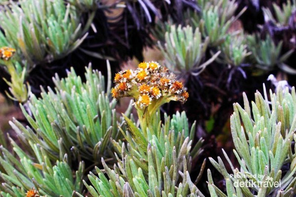 Tidur di Tengah Padang Edelweis Surya Kencana