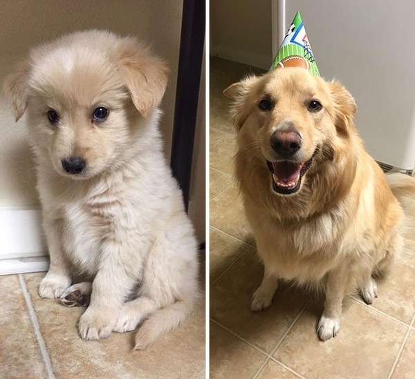 Potret Anjing Bergaya 'Before-After' yang Bikin Gemas