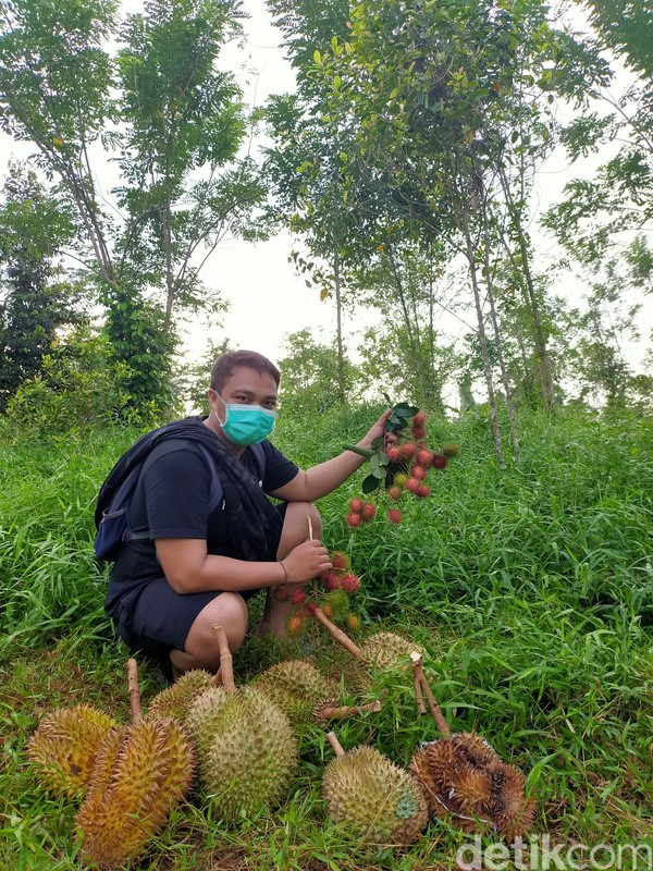 Foto: Rela Masuk ke Hutan Demi Durian Jatuh dari Pohon