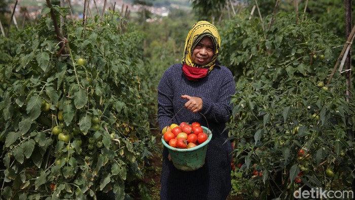 Keseruan Panen Tomat di Pasir Jambu Bandung