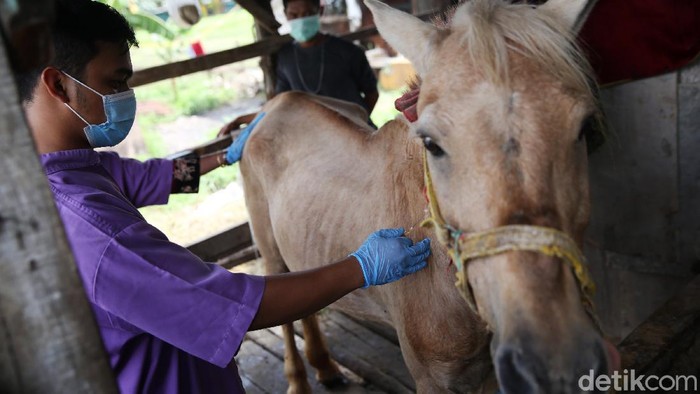 Pemeriksaan Kesehatan Kuda Wisata di Masa Pandemi