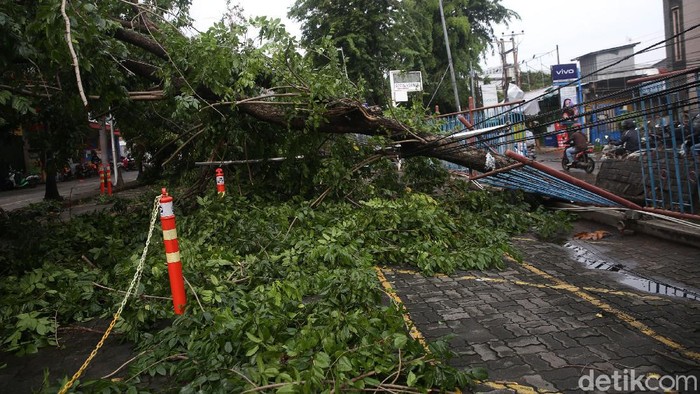Akibat Hujan dan Angin Kencang 7 Pohon Tumbang di Kota Bekasi