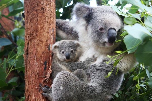Deretan Hewan-hewan Pemalas di Dunia, Tidur Hingga 20 Jam!