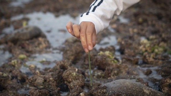 Mengenal Bau Nyale, Tradisi Berburu Cacing di Pantai Lombok
