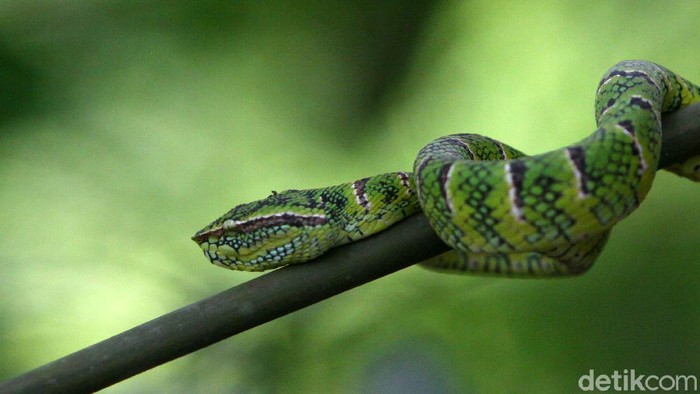 Mengenal Lebih Dekat 10 Flora-Fauna Indonesia