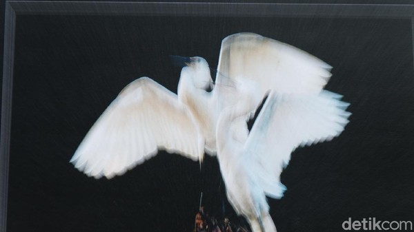 Foto: Indahnya Burung Blekok dalam Pameran Fotografi