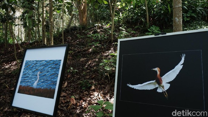 Foto: Indahnya Burung Blekok dalam Pameran Fotografi