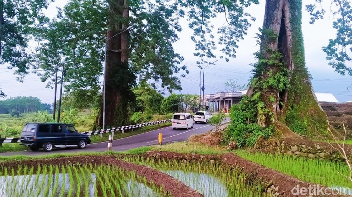 Ini Dia Randu Raksasa yang Apit Jalan di Pemalang