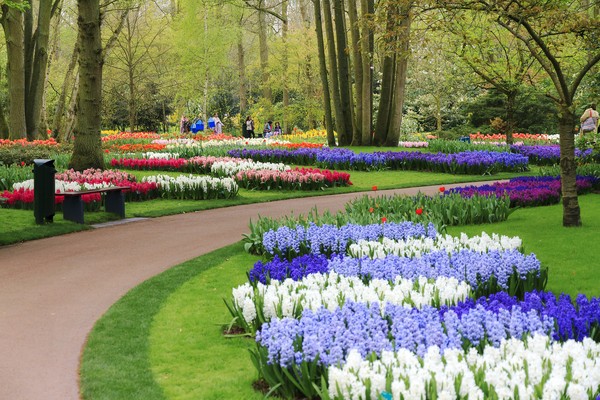 Segarkan Mata dengan Foto Jutaan Bunga Tulip di Belanda