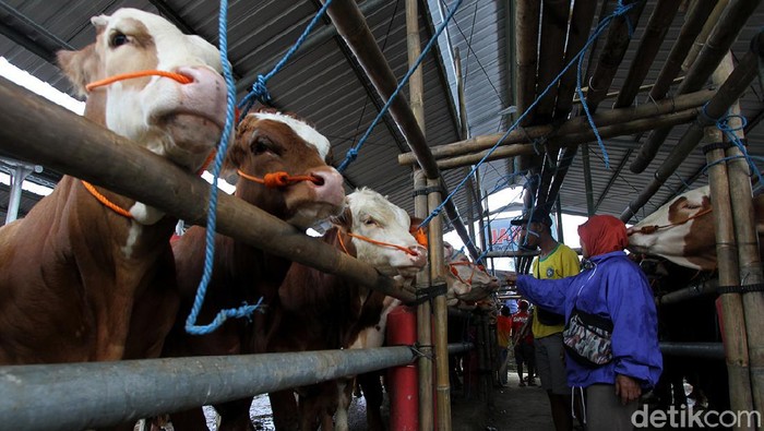 Geliat Pasar Hewan di Lereng Merapi yang Buka Tiap Pahing