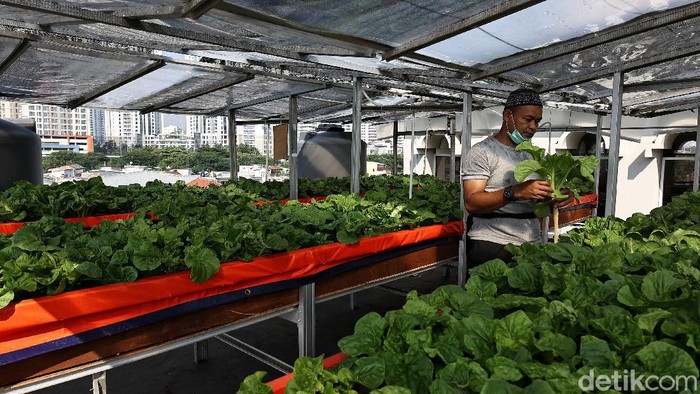 Kebun Pakcoy Aeroponik Ini Ada di Atap Masjid Lho