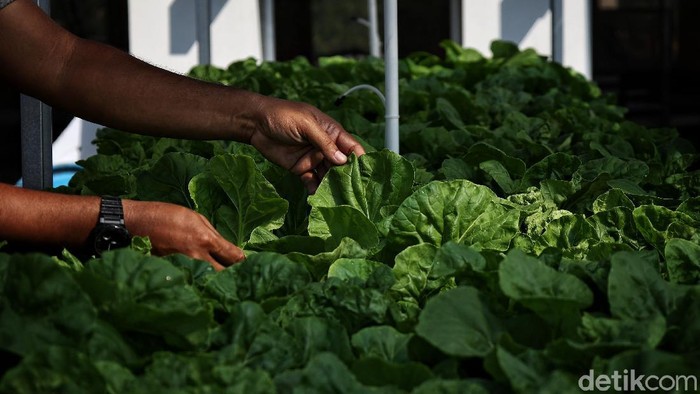 Kebun Pakcoy Aeroponik Ini Ada di Atap Masjid Lho