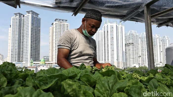 Kebun Pakcoy Aeroponik Ini Ada di Atap Masjid Lho