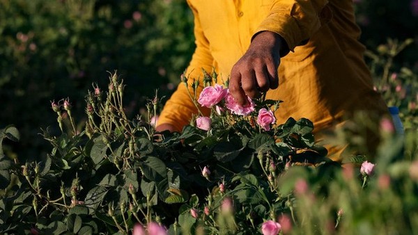 Foto: Kota Mawar di Arab Saudi