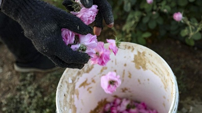 Foto: Kota Mawar di Arab Saudi