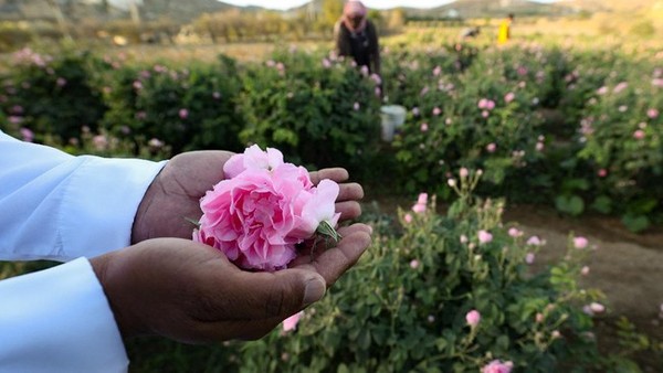 Foto: Kota Mawar di Arab Saudi