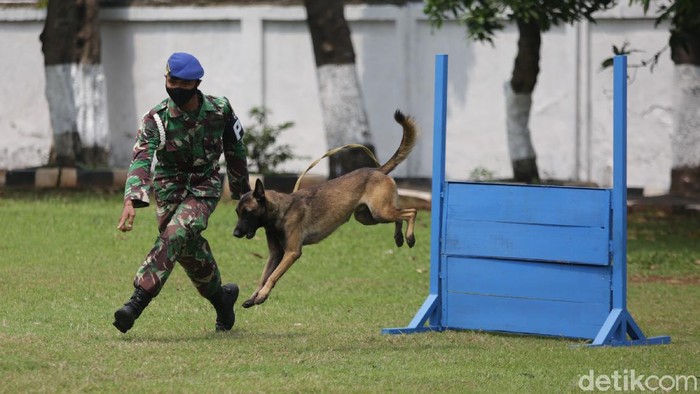 Aksi Tangkas Pasukan Anjing K9 Pomdan Jaya