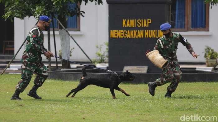 Aksi Tangkas Pasukan Anjing K9 Pomdan Jaya