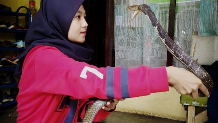 Potret Icha dan King Cobra Rambo Sepanjang 4 Meter yang Viral