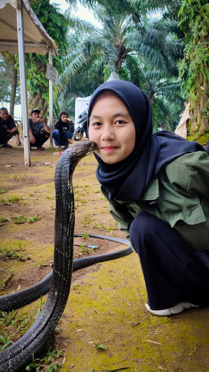 Potret Icha dan King Cobra Rambo Sepanjang 4 Meter yang Viral