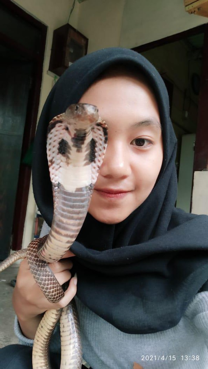 Potret Icha dan King Cobra Rambo Sepanjang 4 Meter yang Viral