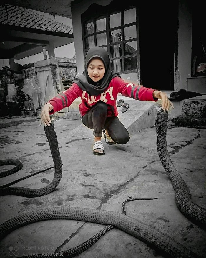 Potret Icha dan King Cobra Rambo Sepanjang 4 Meter yang Viral