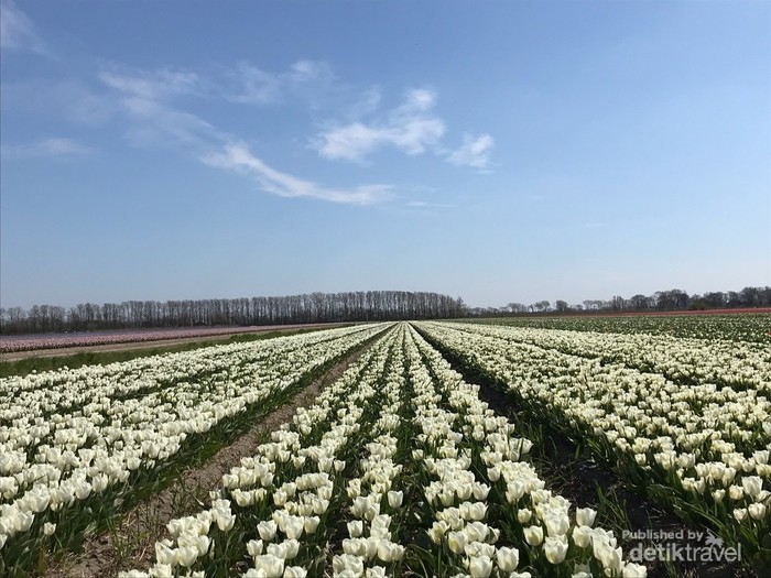 Ngabuburit ke Ladang Tulip di Belanda