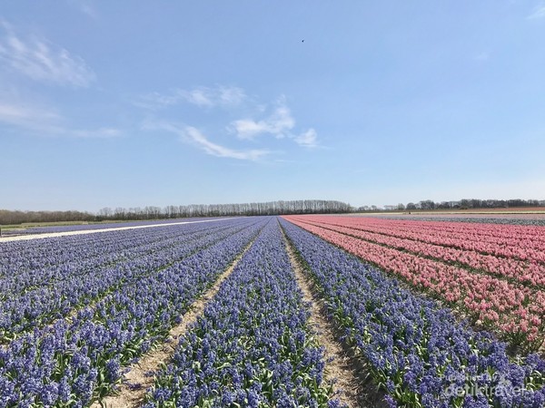 Ngabuburit ke Ladang Tulip di Belanda