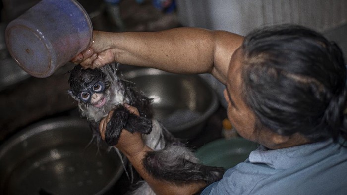 Kisah Coki, Si Kekah dari Natuna
