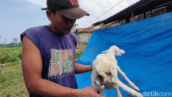 Kambing di Kulon Progo Ini Punya 7 Kaki dan 2 Kelamin