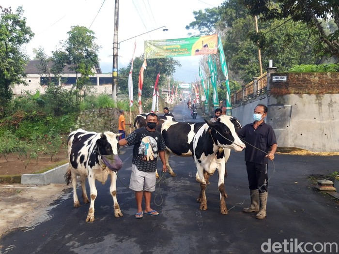 Foto: Tradisi Lebaran Sapi di Boyolali