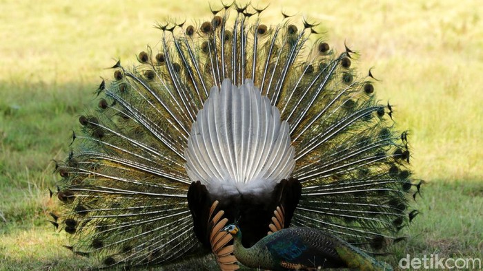 Cantiknya Ekor Burung Merak Saat Mekar