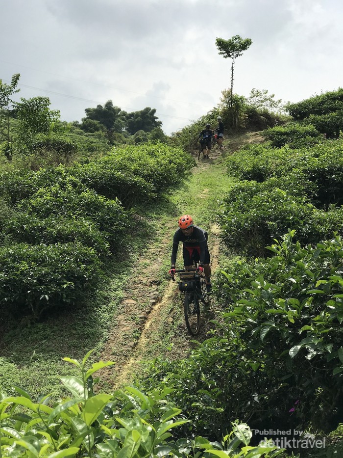 Serunya Bersepeda di Perkebunan Teh Cianten