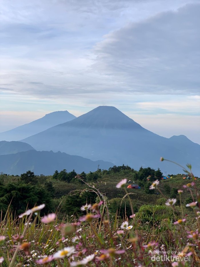 Fakta Bunga Daisy yang Banyak Tersebar di Puncak Gunung Prau