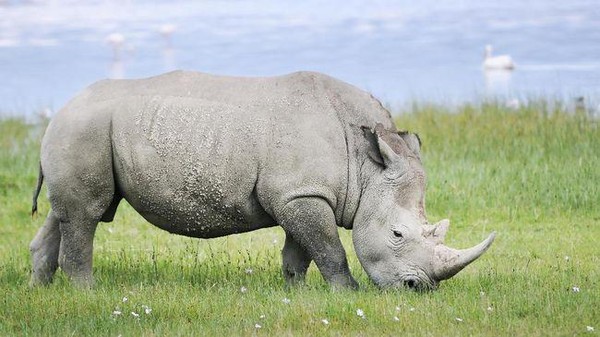 Foto: Badak Putih Utara yang Terancam Punah