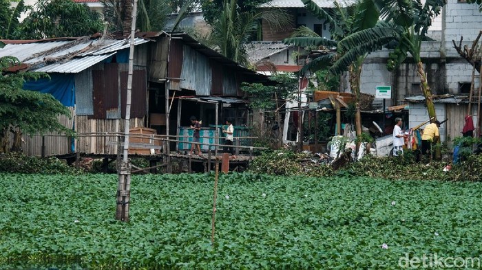 Penampakan Setu Rompong Tangsel yang Dipenuhi Eceng Gondok