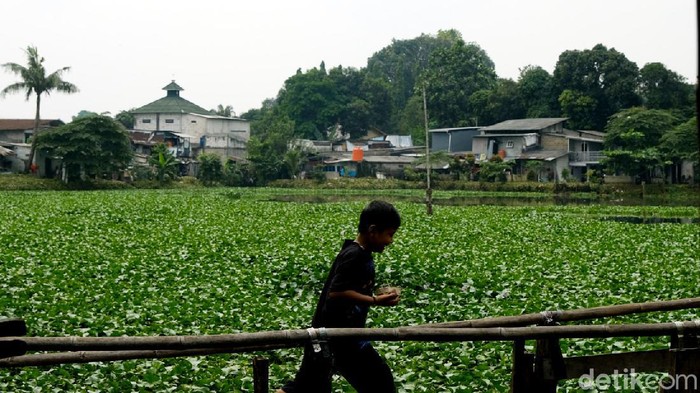 Penampakan Setu Rompong Tangsel yang Dipenuhi Eceng Gondok