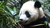 China Berhasil Buat Panda Tak Lagi Terancam Punah Walau Masih Rentan