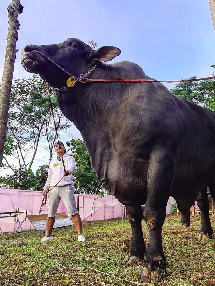 7 Artis yang Kurban Sapi dengan Bobot Super