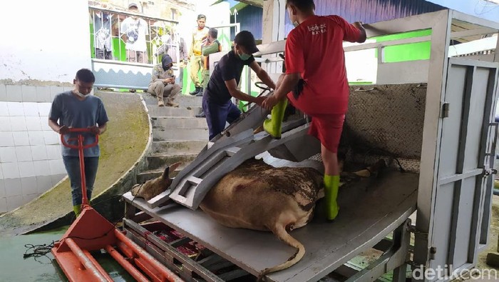 Seperti Ini Cara Pemotongan Sapi Kurban dengan Restraining Box