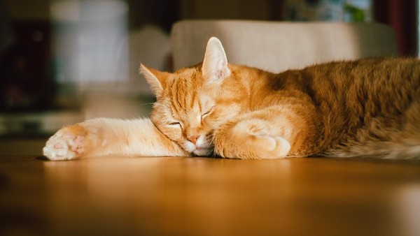 Fakta Menarik tentang Kucing, 'Majikannya' Manusia