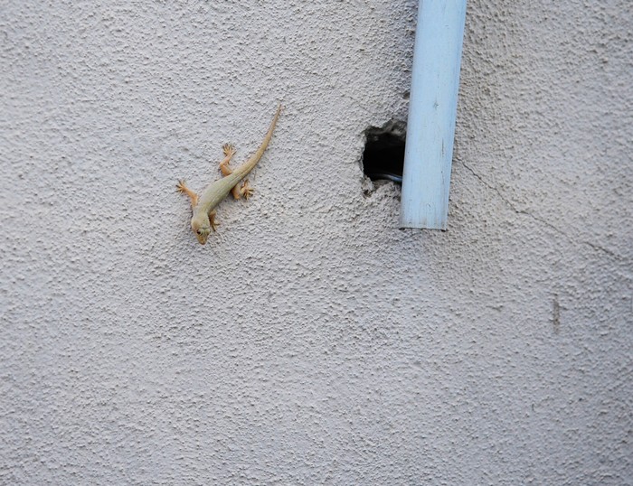 Foto: Fakta Menarik Tentang Cicak