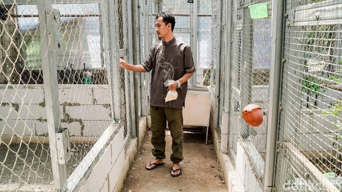 Meraup Cuan Lewat Beternak Burung Merak di Masa Pandemi Meraup Cuan Lewat Beternak Burung Merak di Masa Pandemi