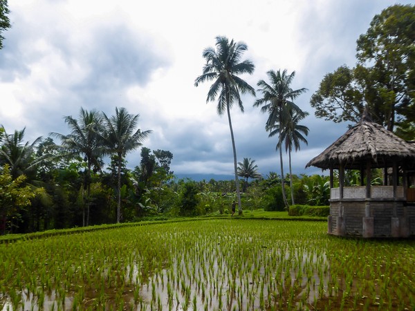 Lihat Lagi Desa Tetebatu Akan jadi Desa Wisata Dunia