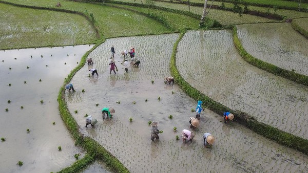 Indahnya Desa Tetebatu, Ubud-nya Lombok Jadi Wakil Indonesia di Ajang Dunia
